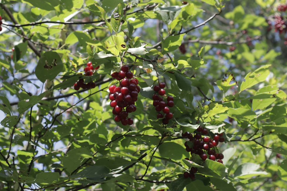 My word of the year, 2025! – Therapeutic Temple Musings